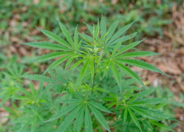 Van plant tot product: Van cannabis tot wiet, hasj en hennep - The Border